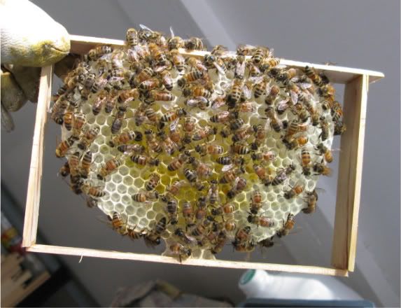 Reintegrating mini-nuc brood and bees | Beesource Beekeeping Forums